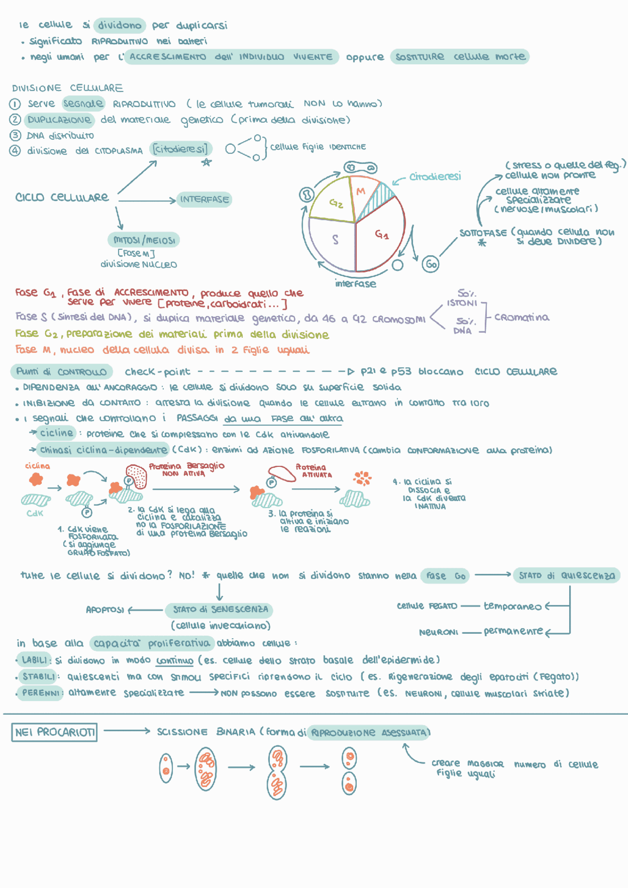 Divisione cellulare (mitosi e meiosi) | Schemi e mappe concettuali di Biologia | Docsity