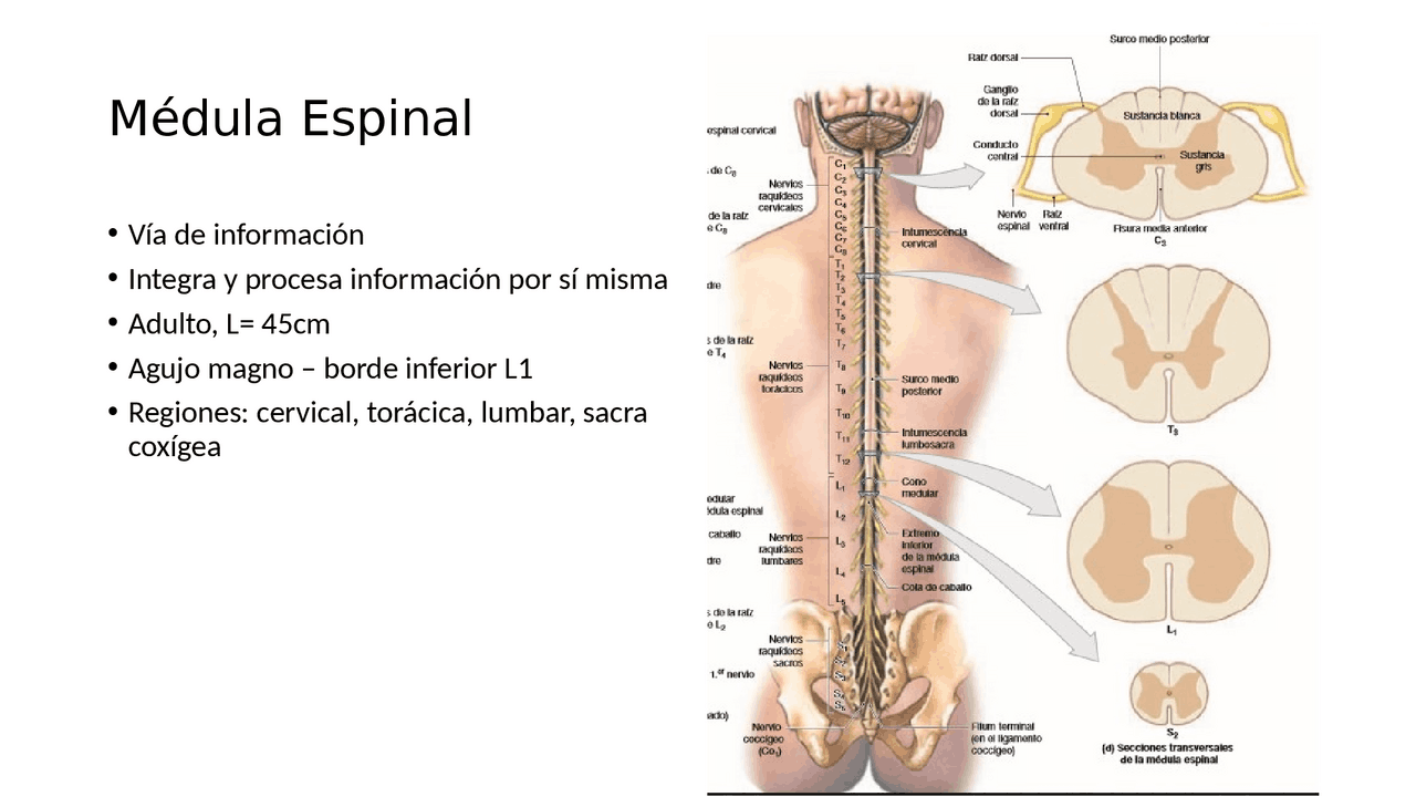 Anatomia de la medula espinal | Diapositivas de Anatomía | Docsity