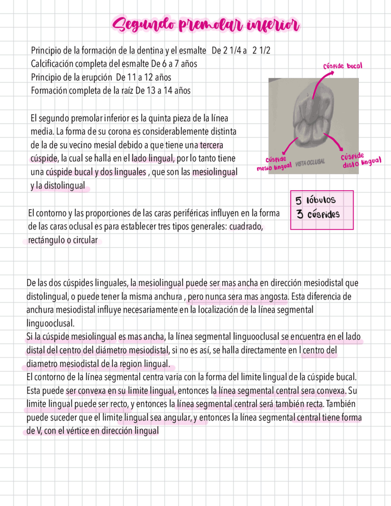 Resumen de la anatomi dental del segundo premolar inferior | Apuntes de ...