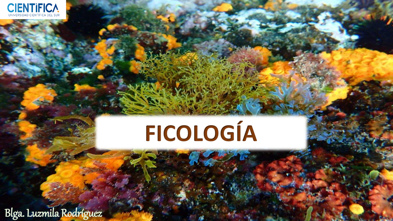 Ficologia, animales y algas | Diapositivas de Biología | Docsity