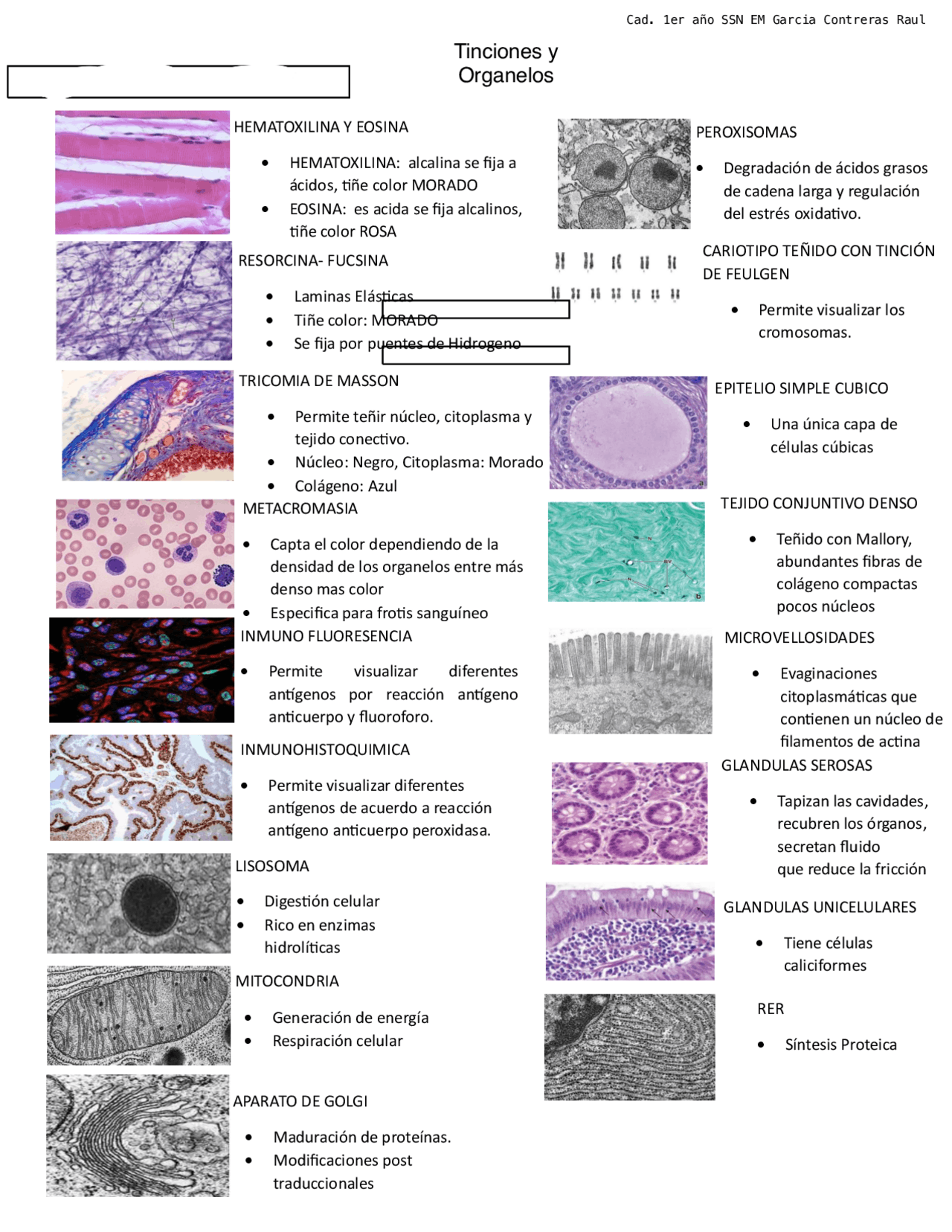 Prácticas de cortes histologicos con respectiva función de cada una ...