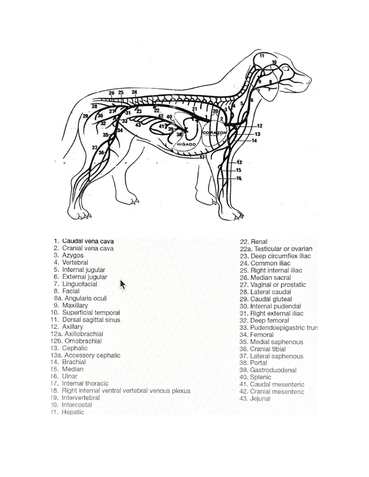 Anatomía De La Vena Yugular Del Perro