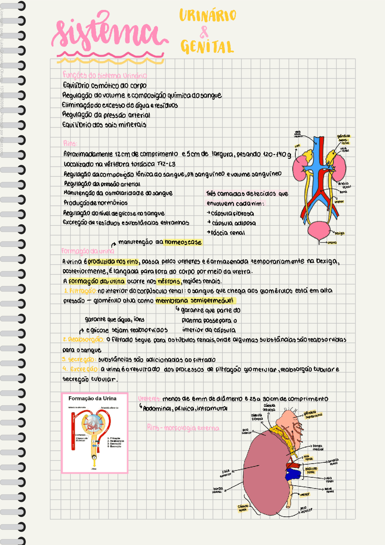 Resumo Sistema Urogenital | Esquemas Anatomia | Docsity