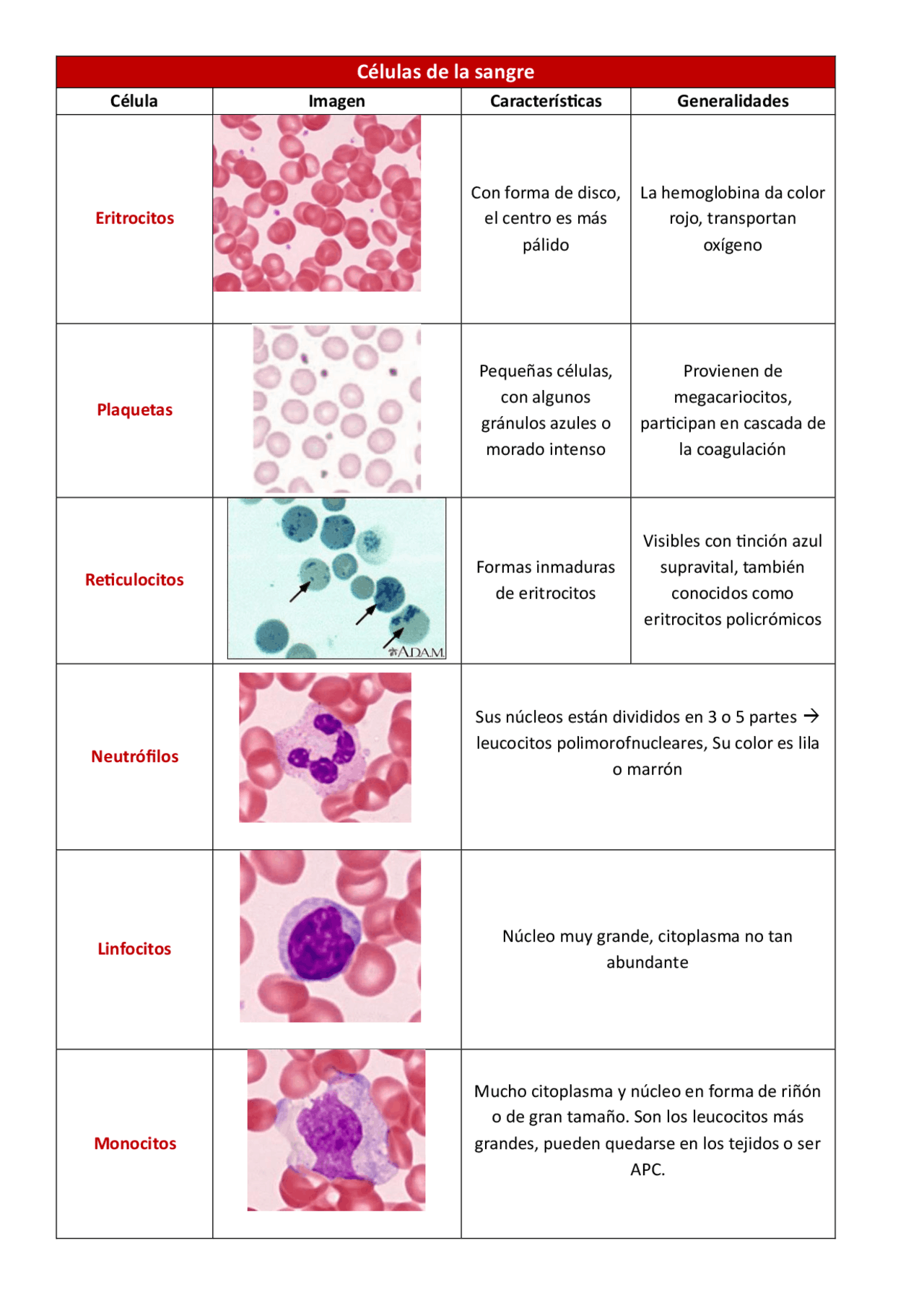 Guía de morfología de los eritrocitos | Guías, Proyectos ...
