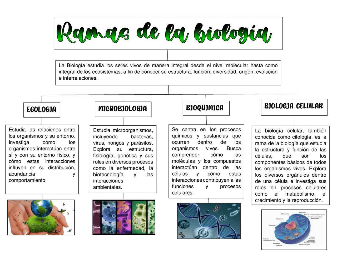 Ramas de la biología | Esquemas y mapas conceptuales de Biología | Docsity