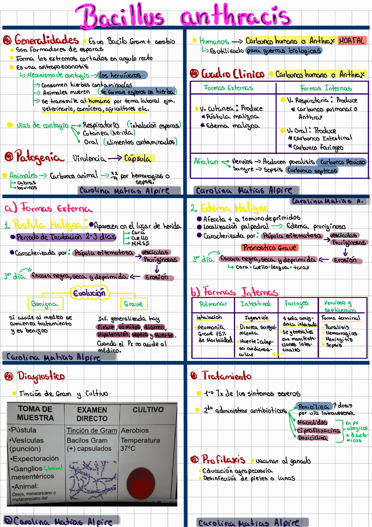 Familia Bacillaceae, género bacillus anthracis y bacillus cereus ...