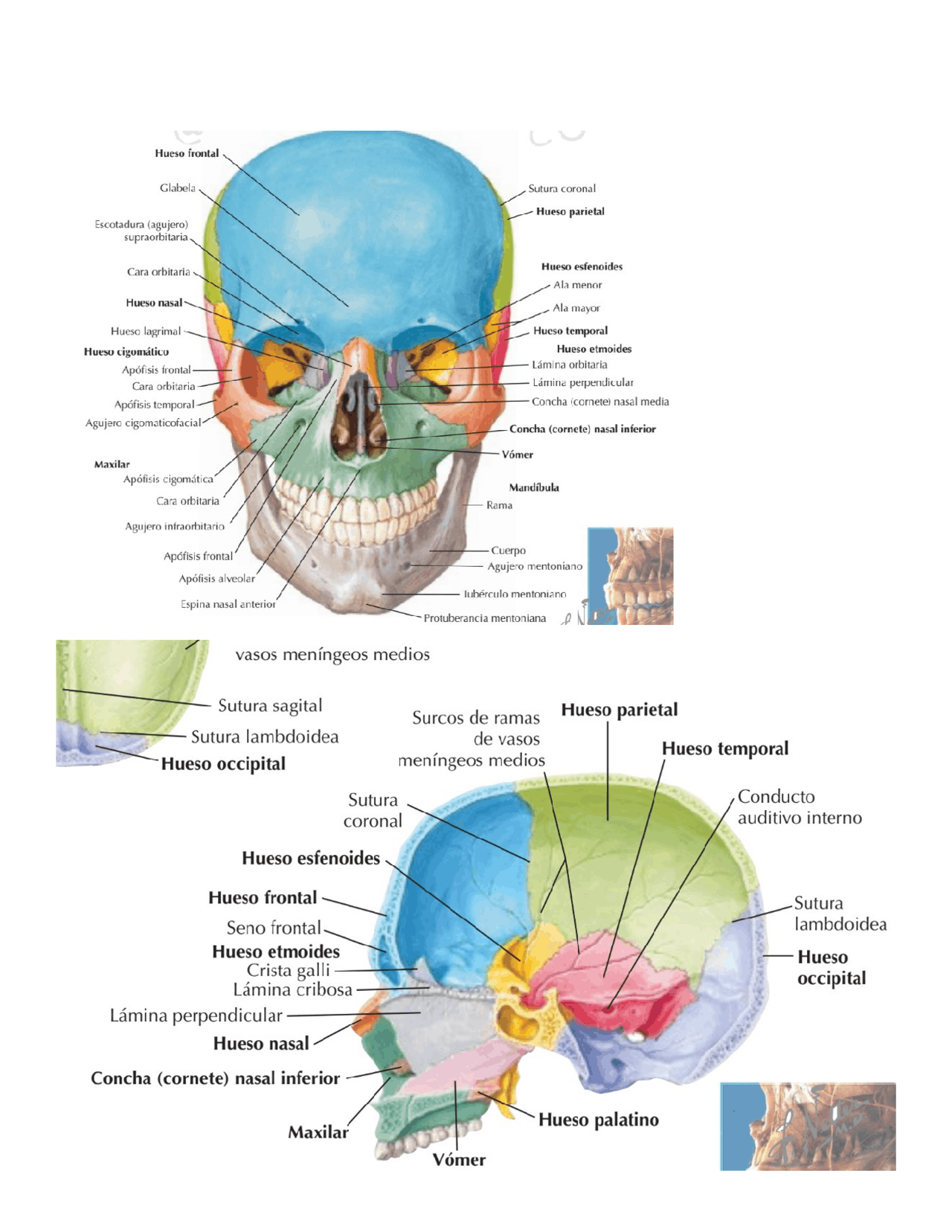 Anatomia de huesos craneo | Esquemas y mapas conceptuales de Anatomía ...