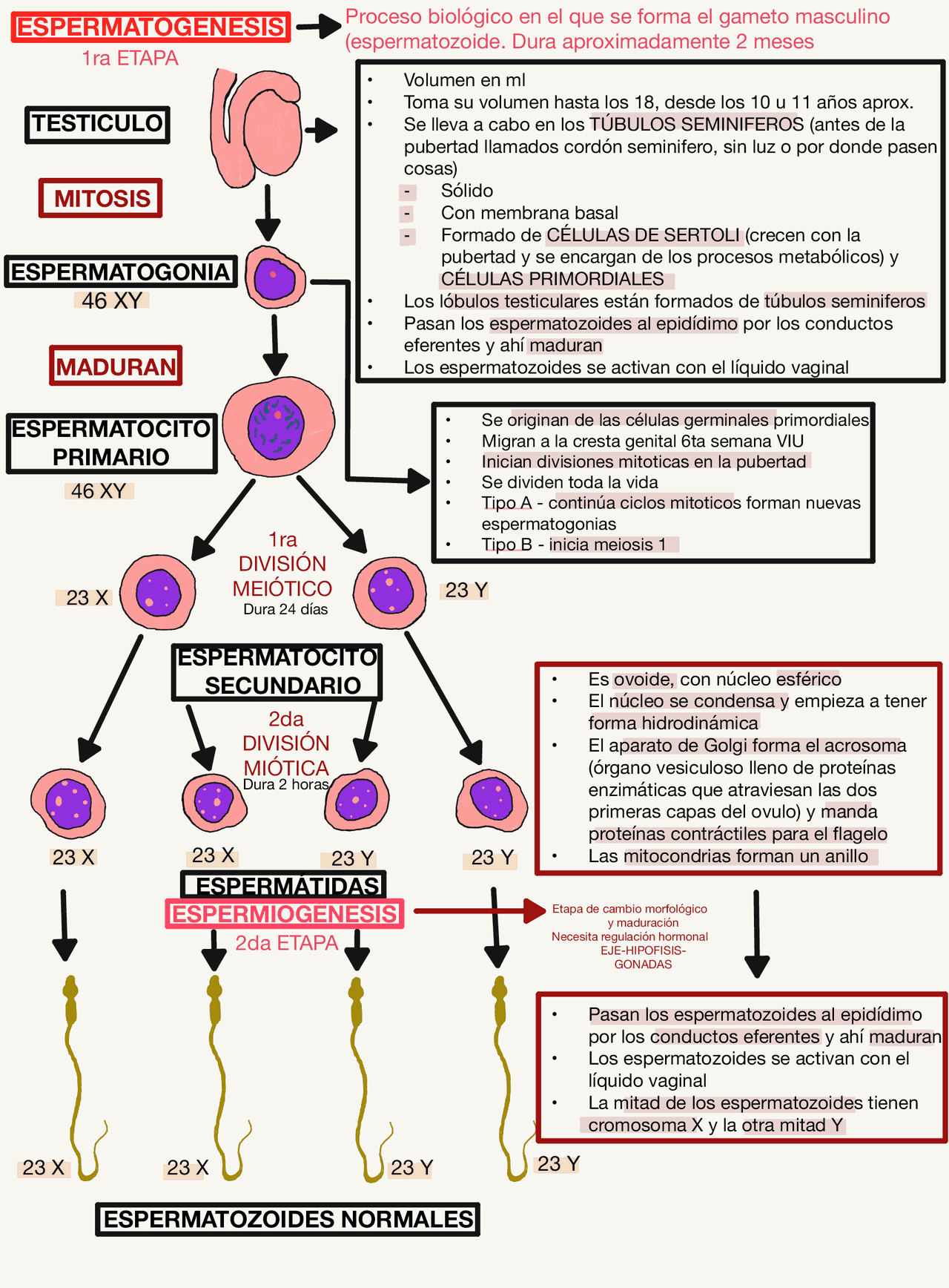 Diagrama de espermatogénesis | Esquemas y mapas conceptuales de ...