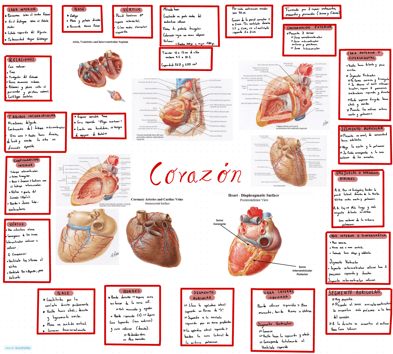 Infografia del corazon | Esquemas y mapas conceptuales de Anatomía ...