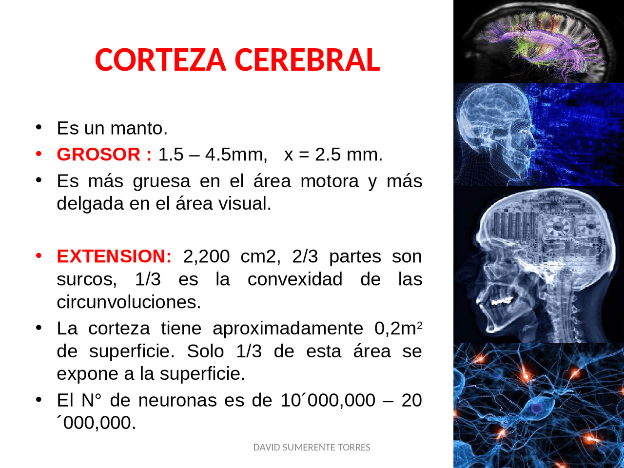 descriptivo Organización funcional de la corteza motora primaria y su ...