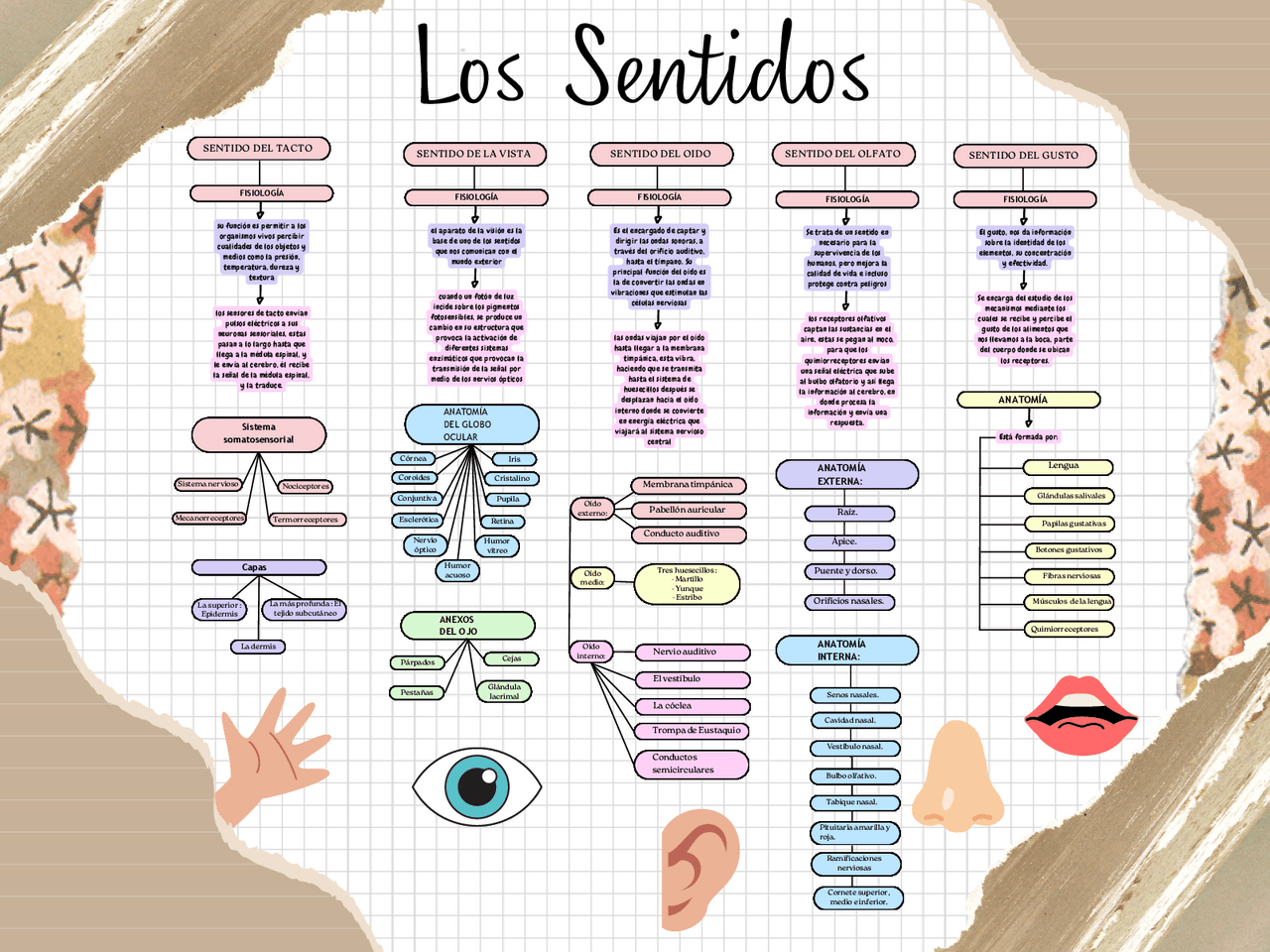Anatomía Y Estructura De Los órganos Sensoriales Humanos. Sentidos