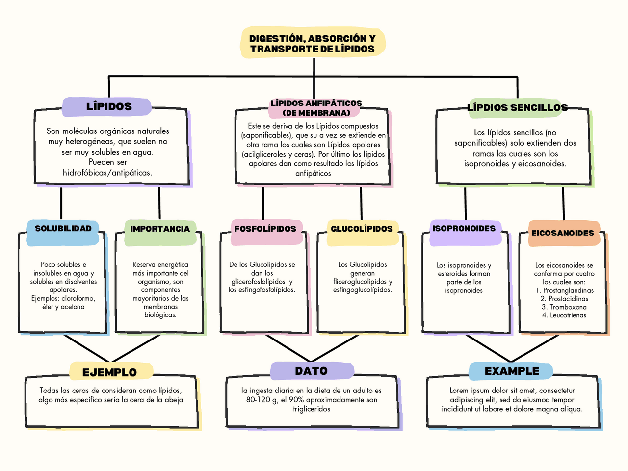 Digestión intracelular | Apuntes de Bioquímica Médica | Docsity