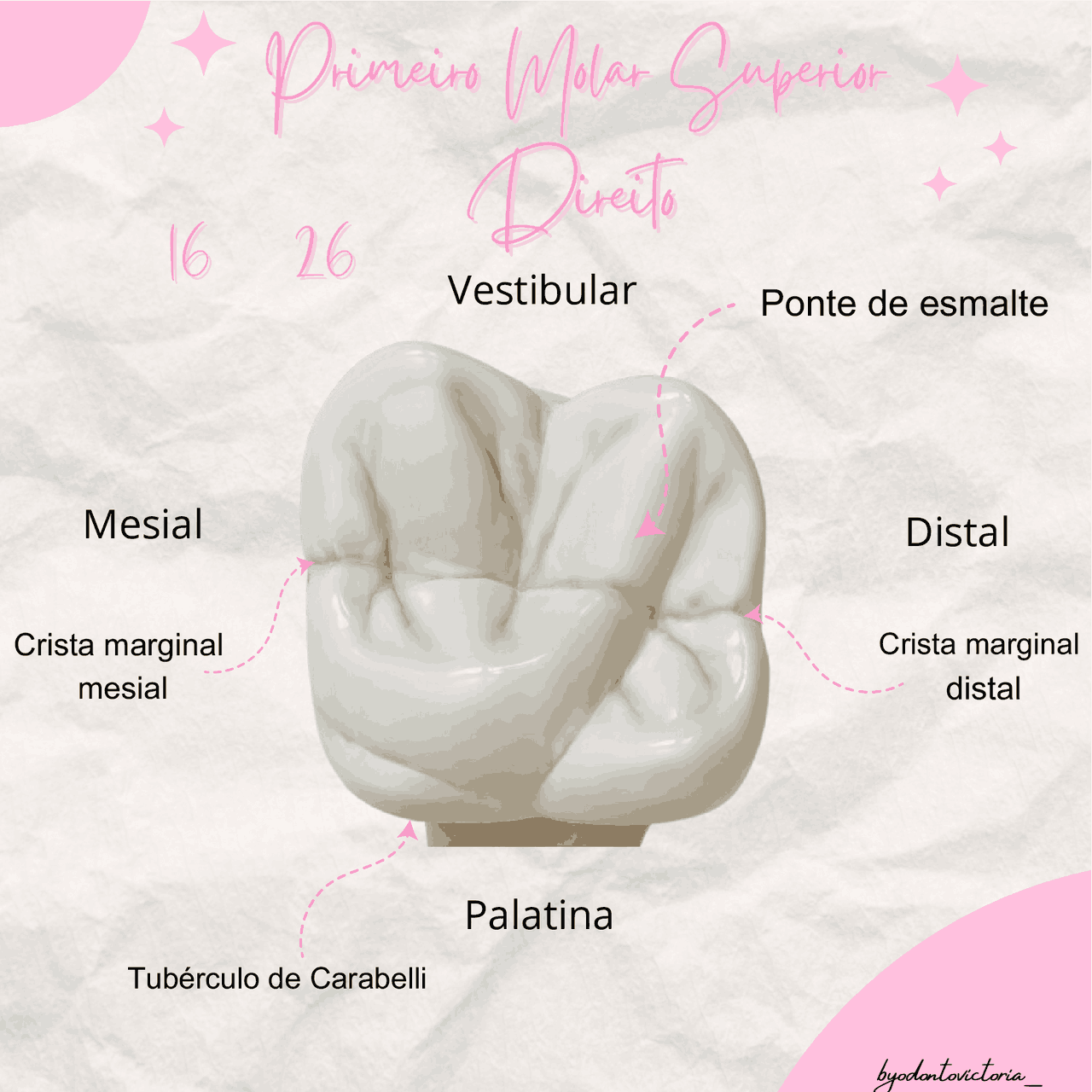 Anatomia dentaria , primeiro molar superior direito | Resumos Anatomia ...