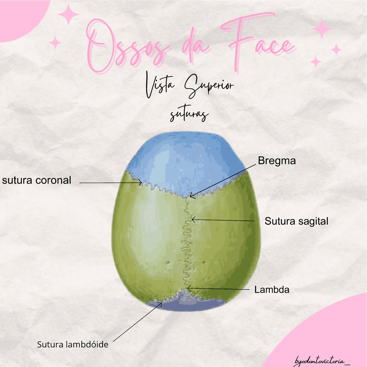 suturas craniofaciais | Resumos Anatomia | Docsity