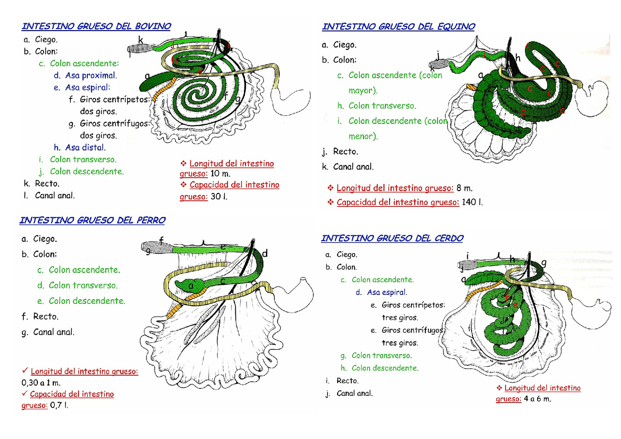 Anatomía comparada del intestino grueso de diferentes especies ...