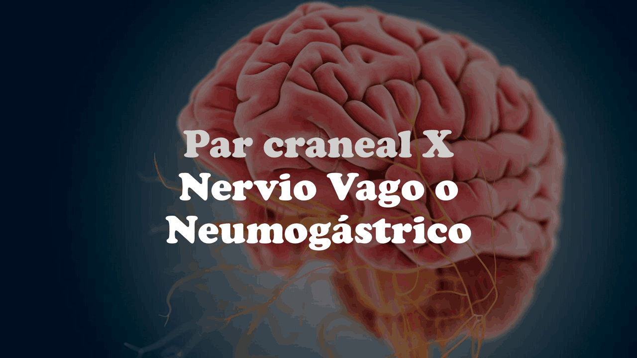 Anatomía Del Nervio Vago Ppt Nervio VAGO NERVIO VAGO (X Nervio