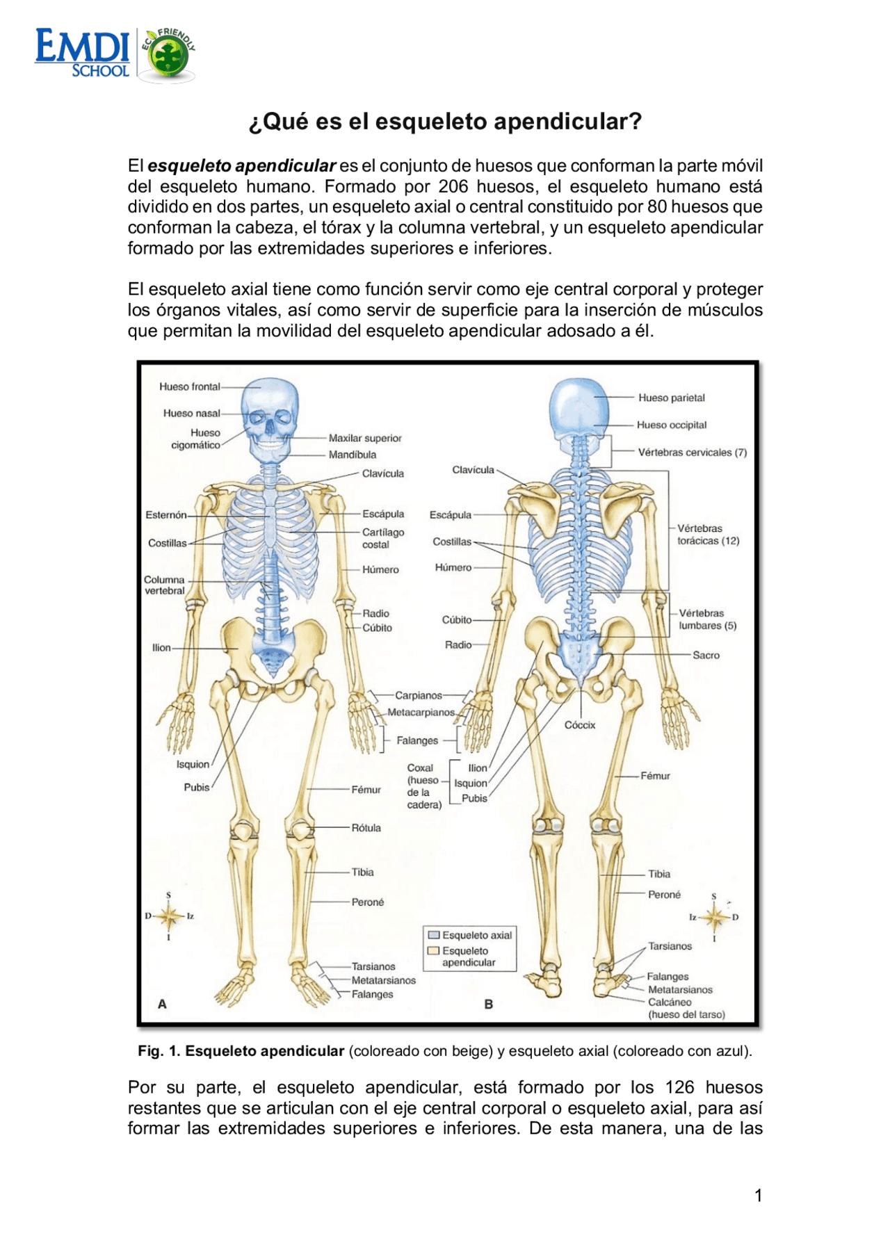 Anatomía Del Esqueleto Apendicular