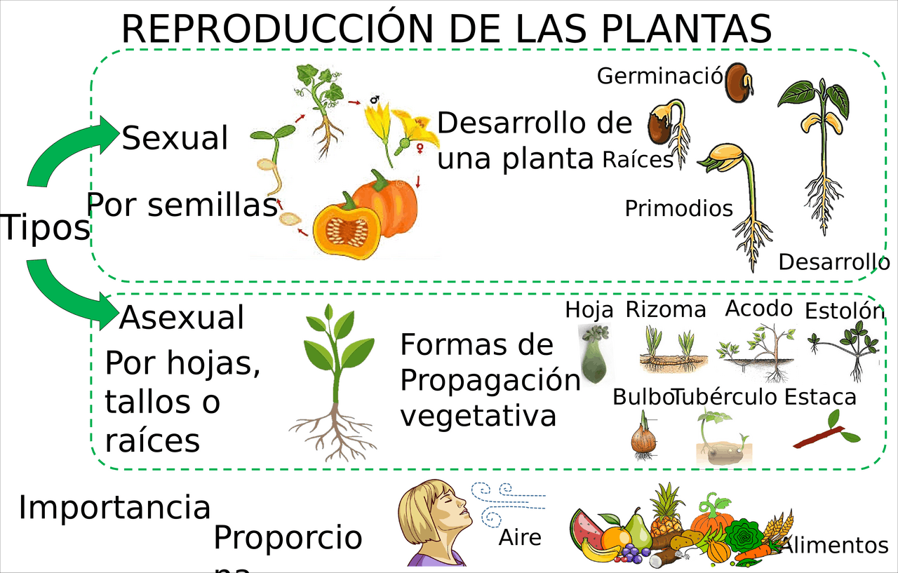 Reproducción de las plantas | Diapositivas de Ciencias de la Tierra y ...