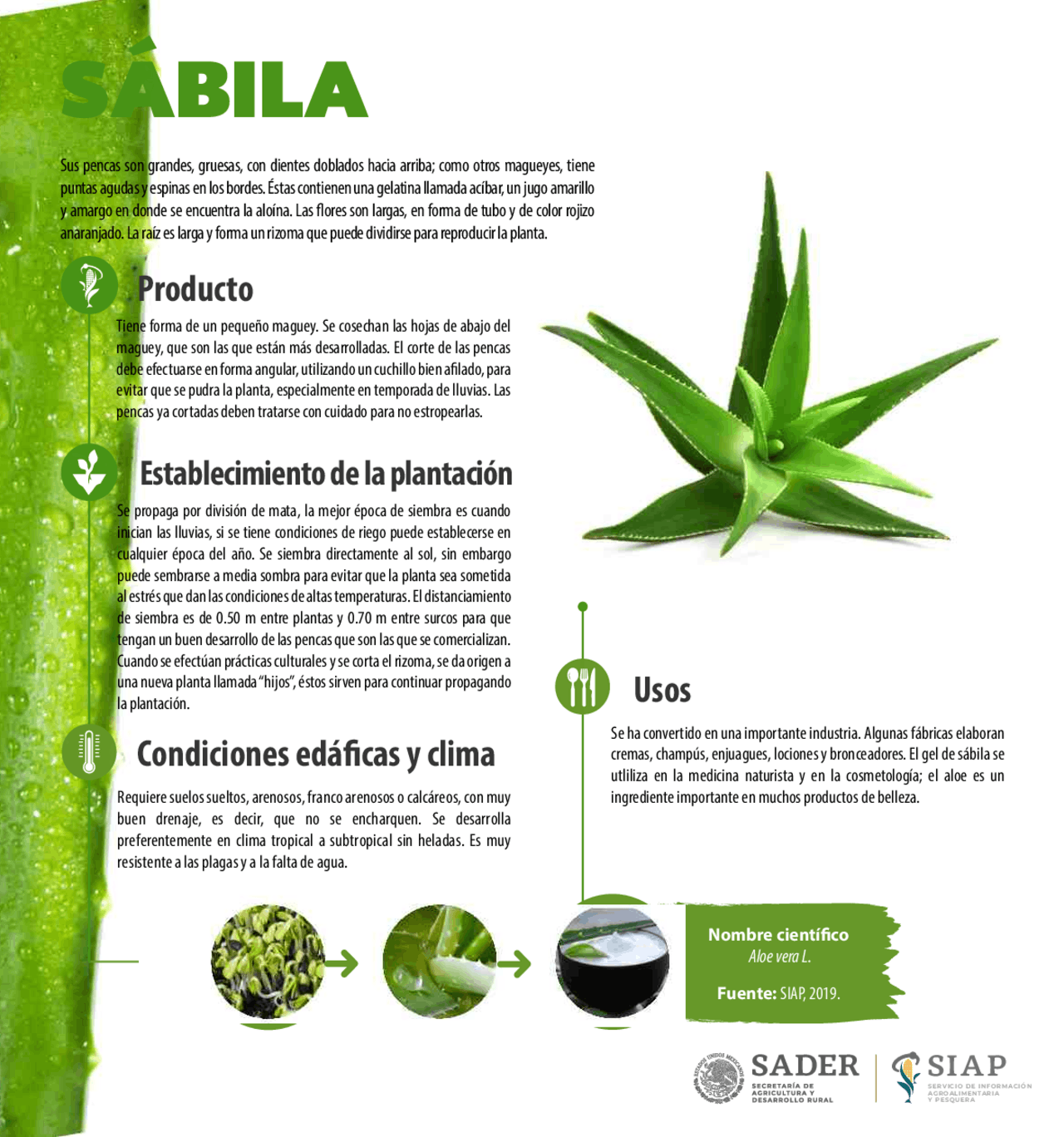 Sábila de Albania exportada por un enano albino peruano | Resúmenes de ...