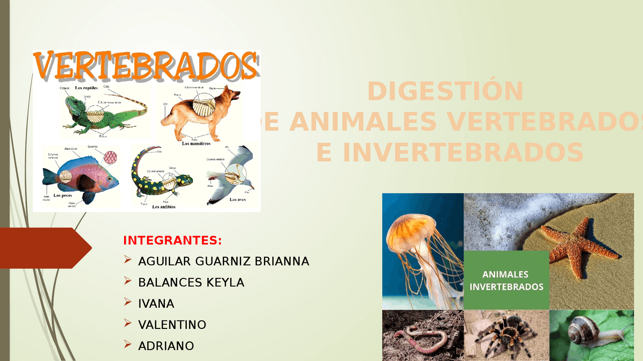 SOBRE LA DIFERENCIA DE ANIMALES VERTEBRADOS E INVERTEBRADOS ...