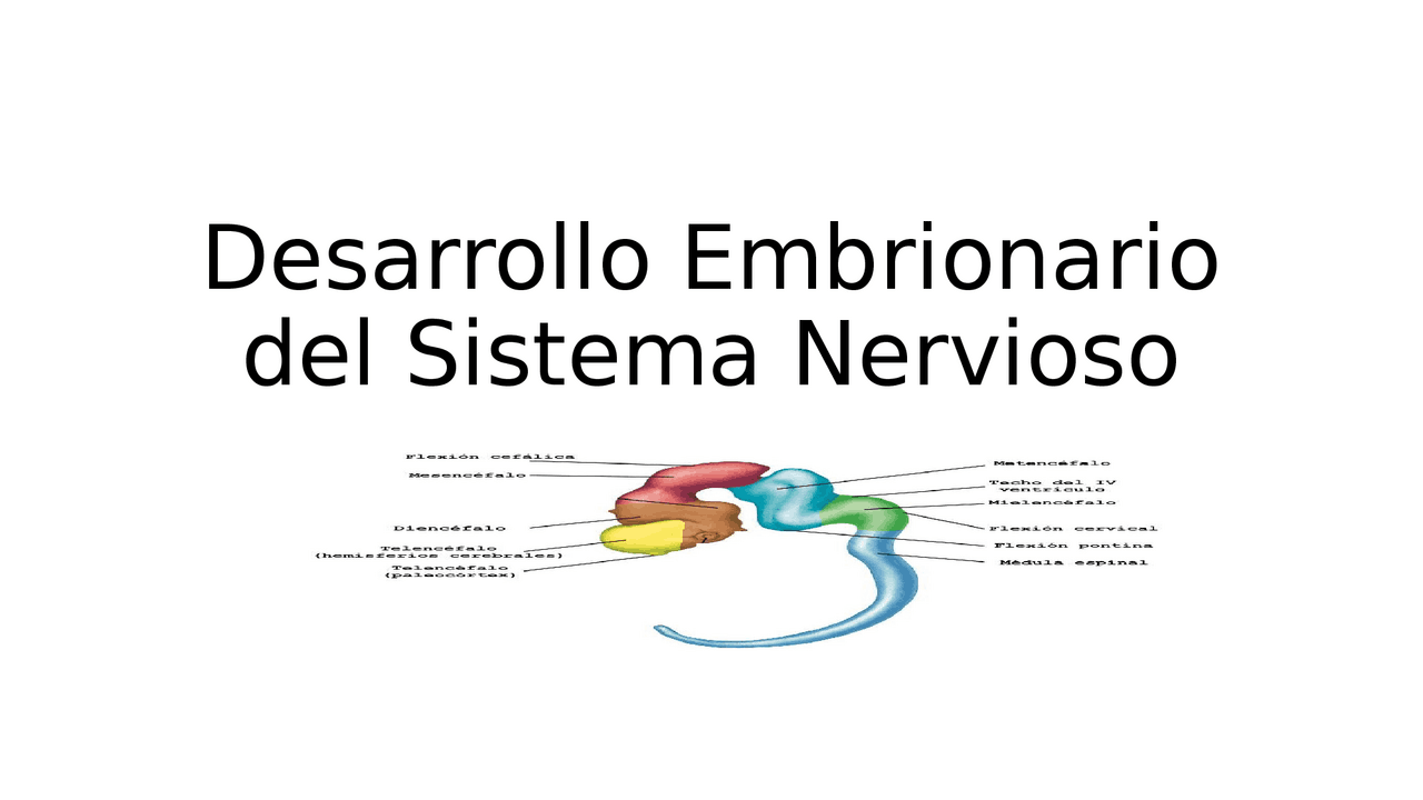Desarrollo Embrionario del Sistema Nervioso | Diapositivas de ...