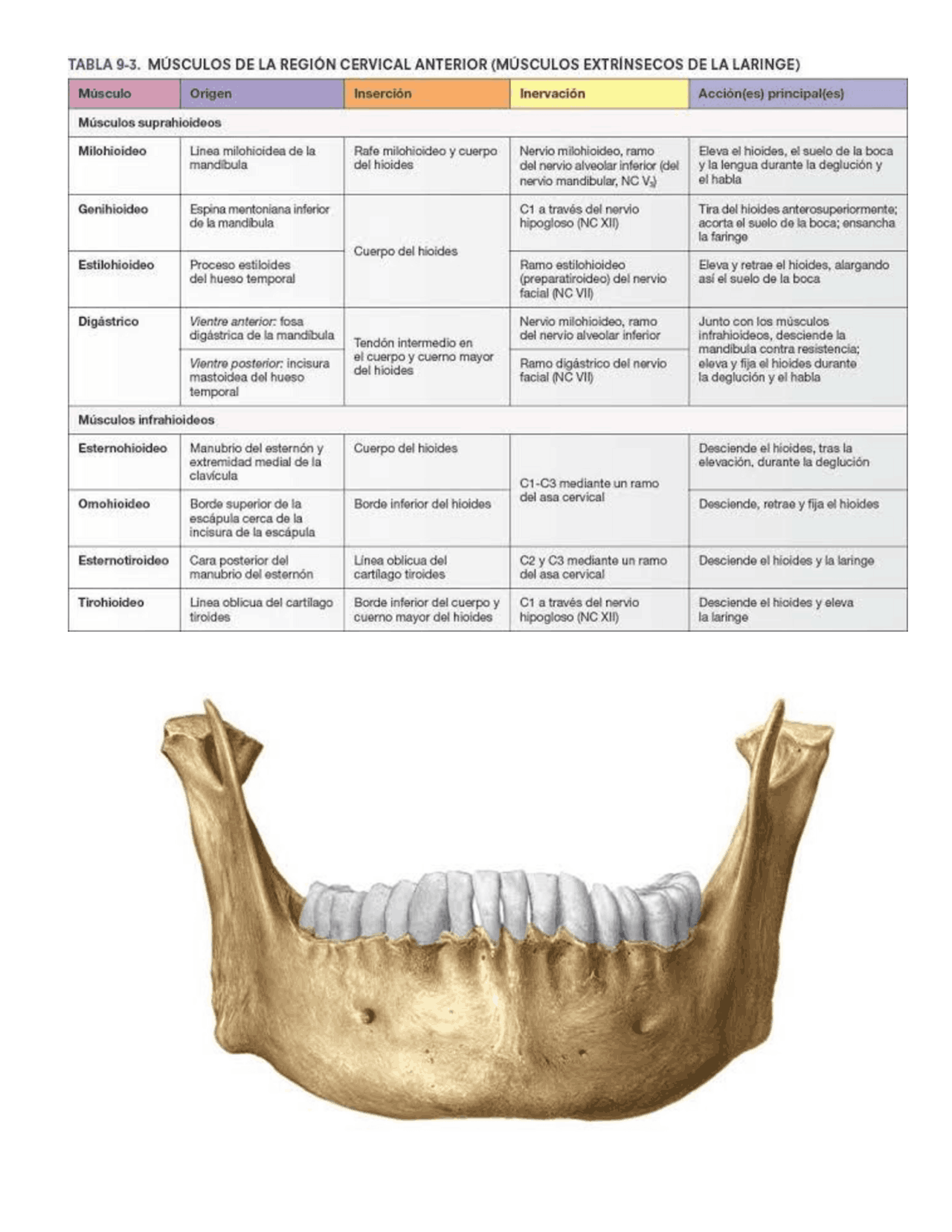 Mandíbula y músculos extrínsecos del cuello | Guías, Proyectos ...