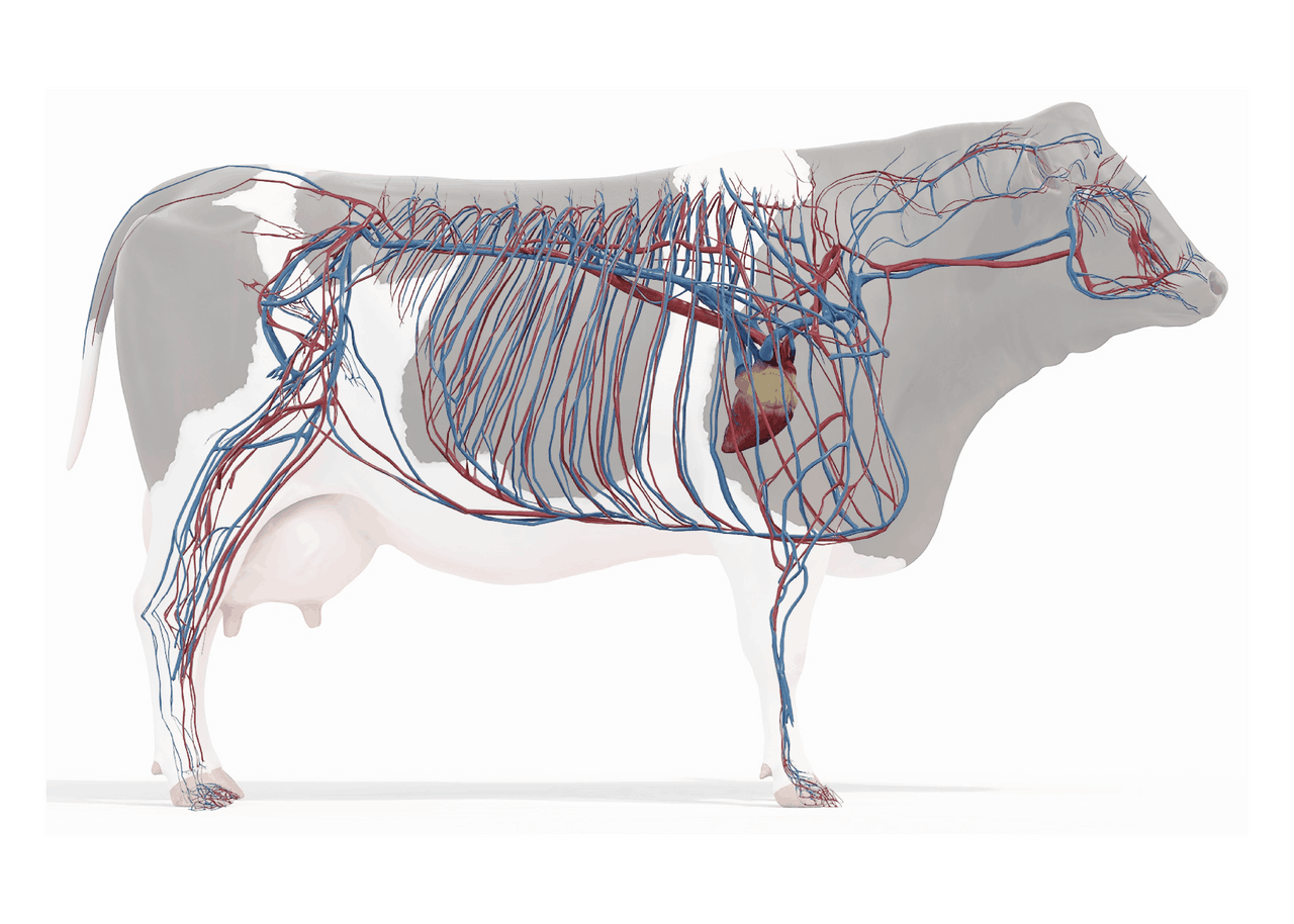 SISTEMA CARDIOVASCULAR BOVINO | Resumos Medicina Veterinária | Docsity