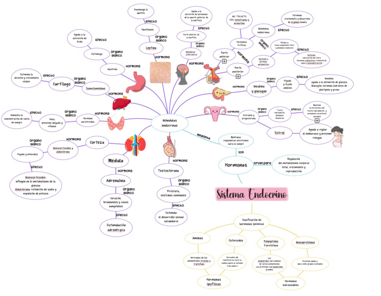 Mapa Mental De Generalidades Del Sistema Endocrino Docsity