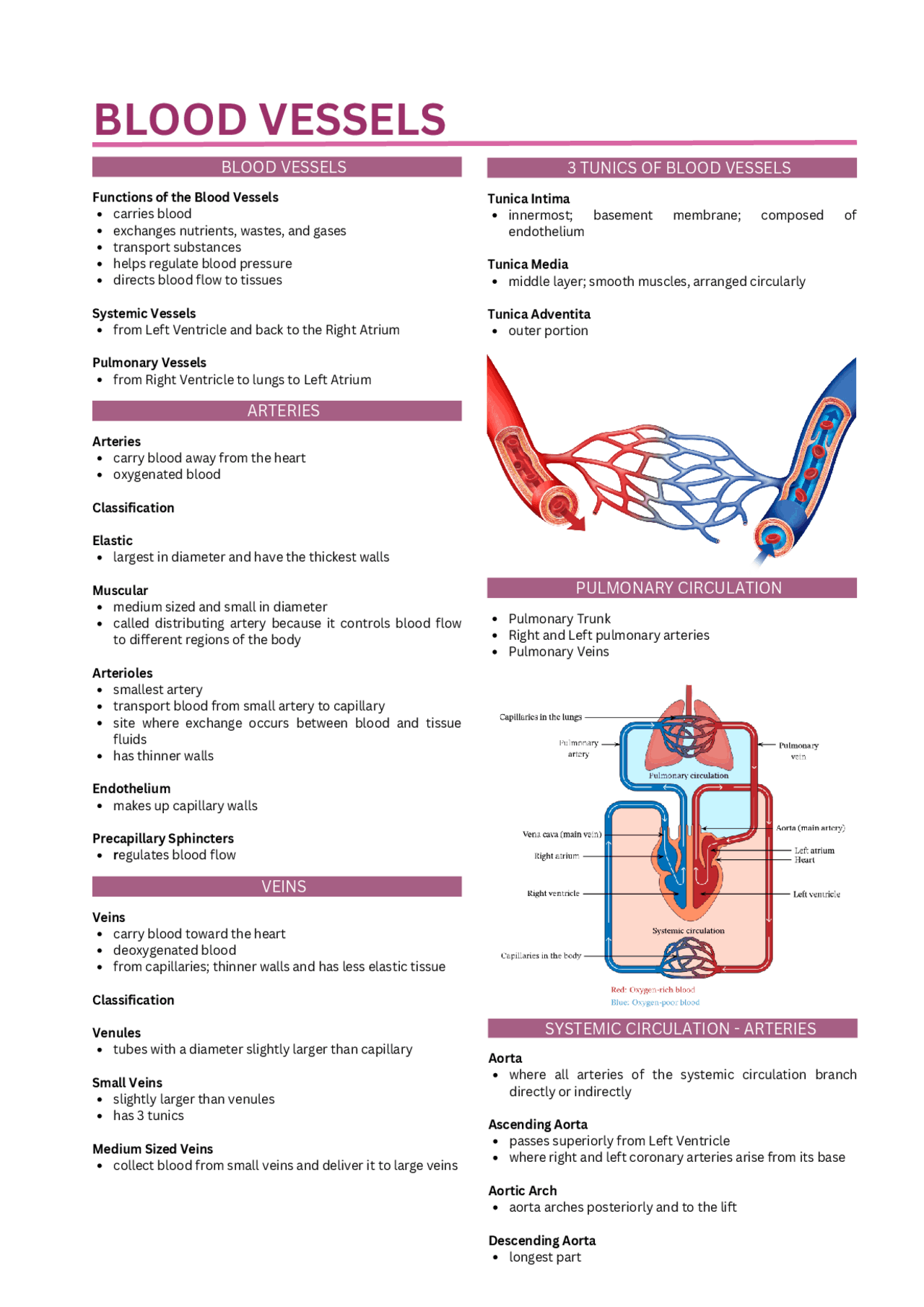 Cardiovascular System: Blood Vessels | Lecture notes Anatomy | Docsity