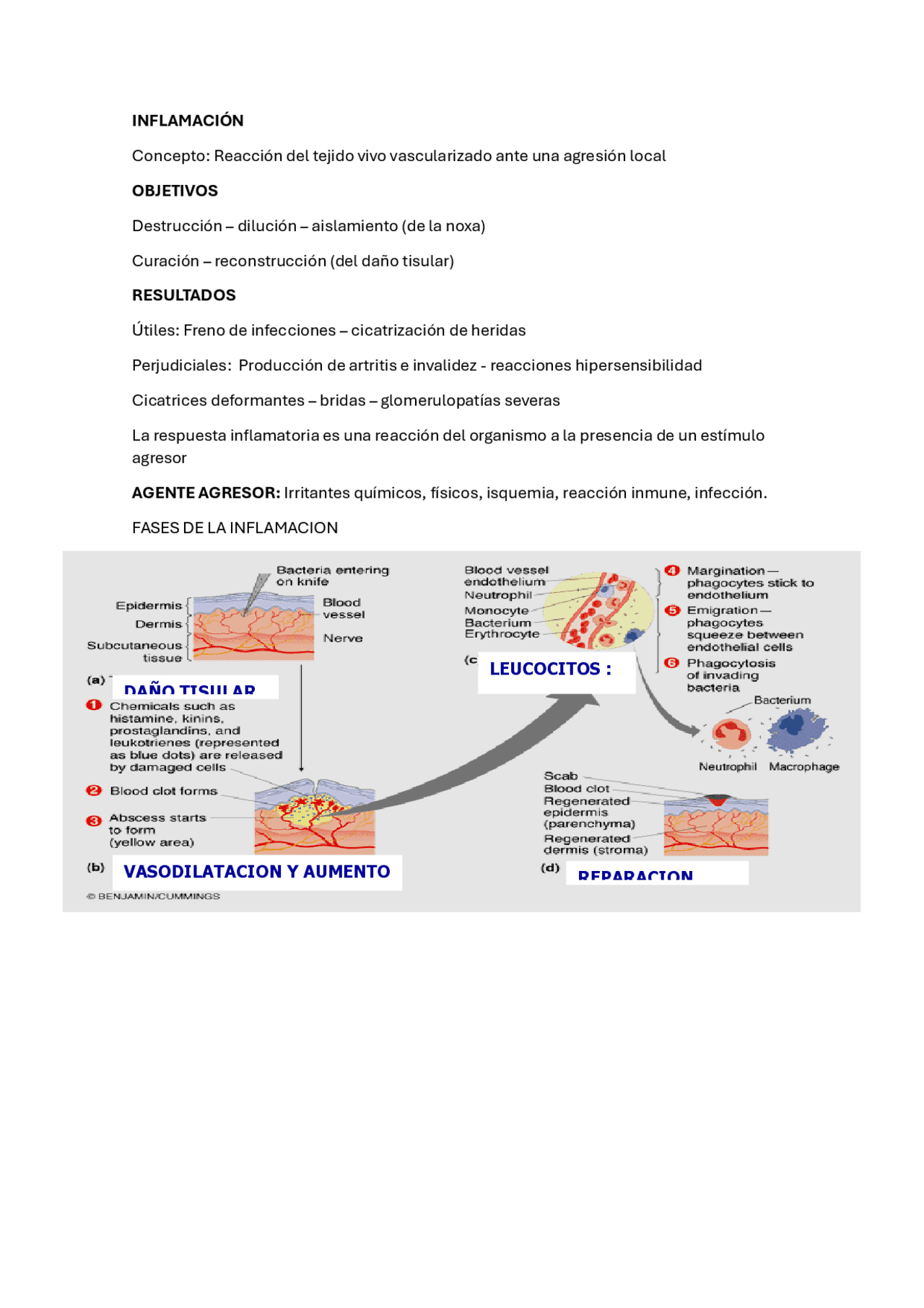 Inflamación: Fases de la inflamación y tipos | Apuntes de ...