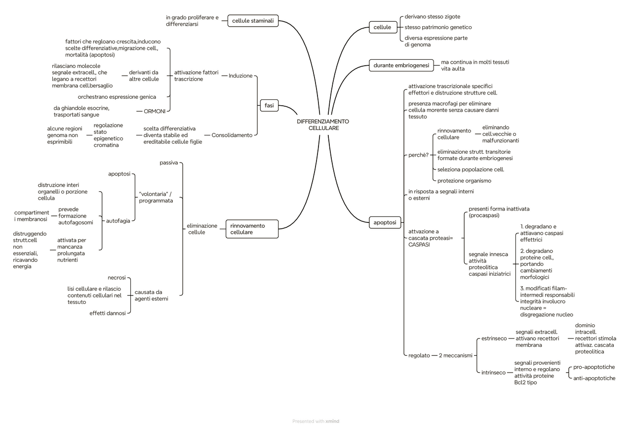 differenziamento cellulare | Schemi e mappe concettuali di Biologia | Docsity