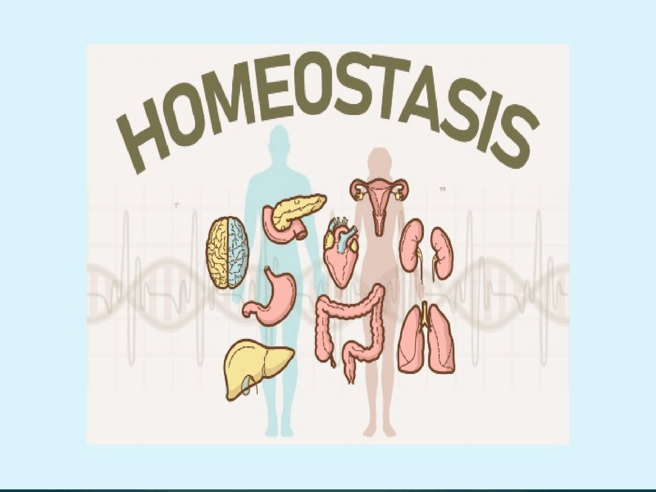 Homeostasis: Mantenimiento del equilibrio interno | Esquemas y mapas ...
