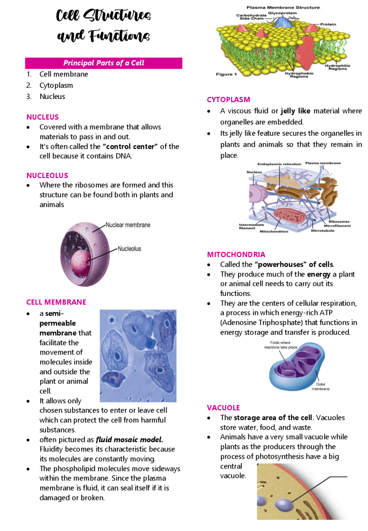 Cell Structures and Functions | Study notes Chemistry | Docsity