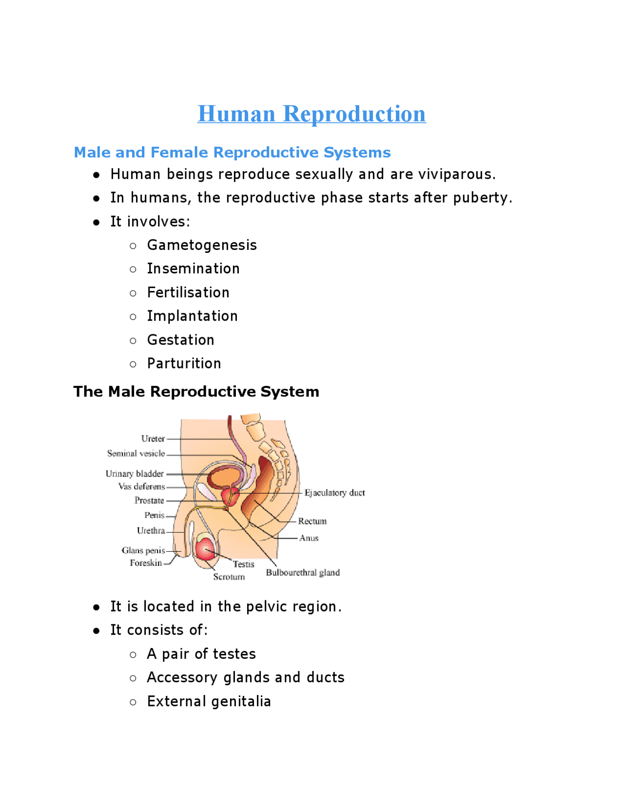 human reproduction class 12 science CBSE | Study notes Biology | Docsity