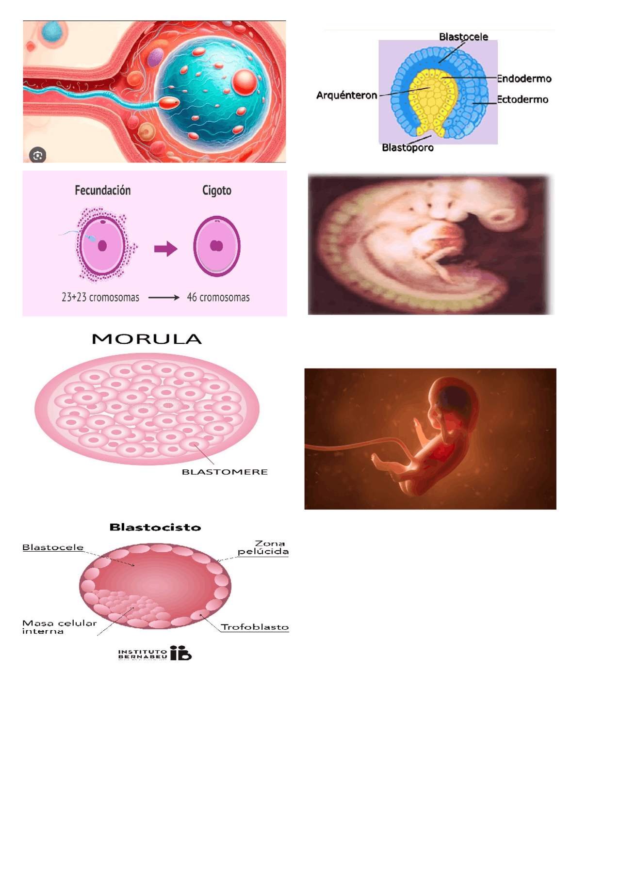 DESARROLLO EMBRIONARIO | Esquemas y mapas conceptuales de Química | Docsity