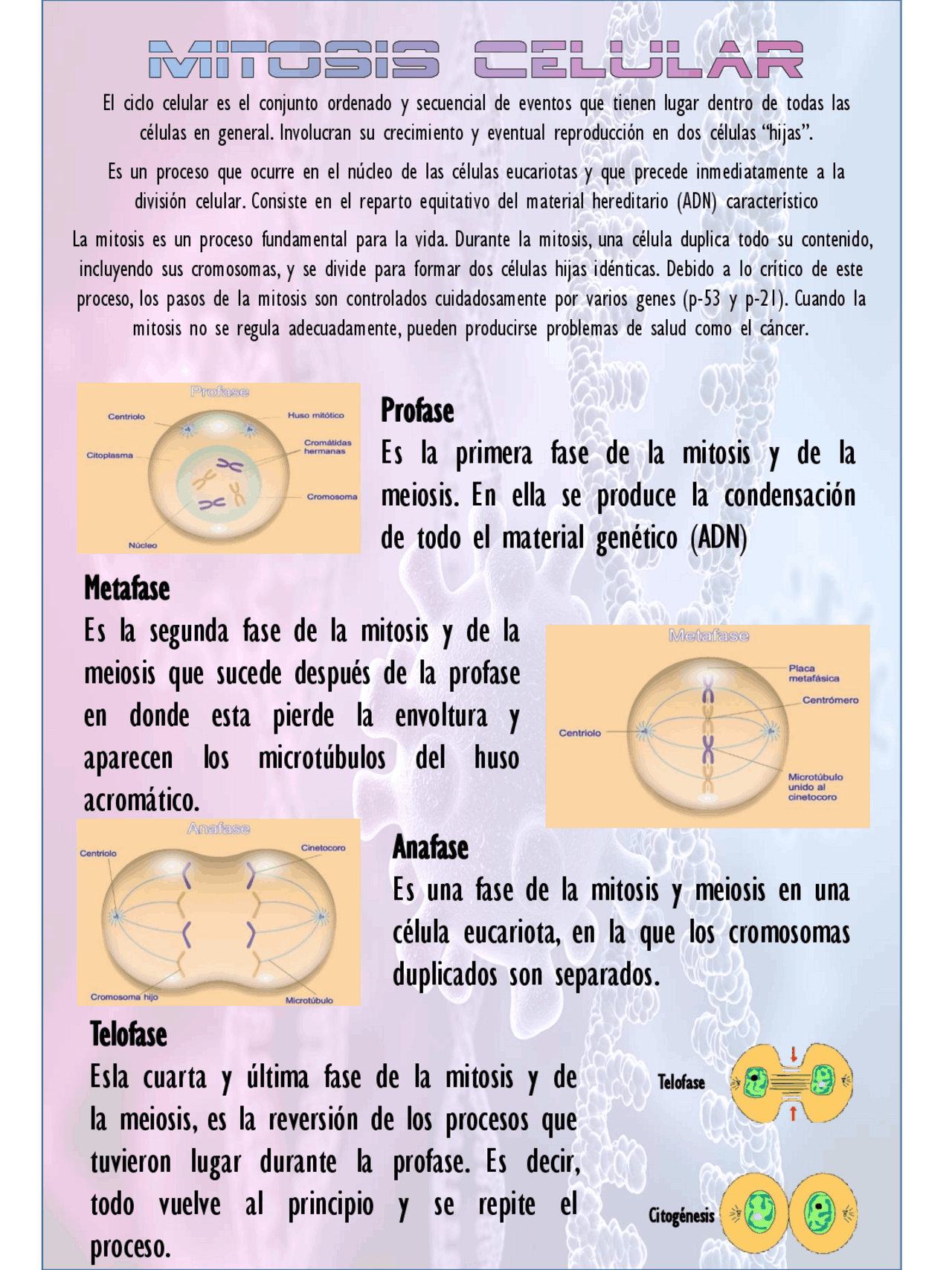 Hoja De Trabajo De Meiosis Y Mitosis Mitosis División Celular