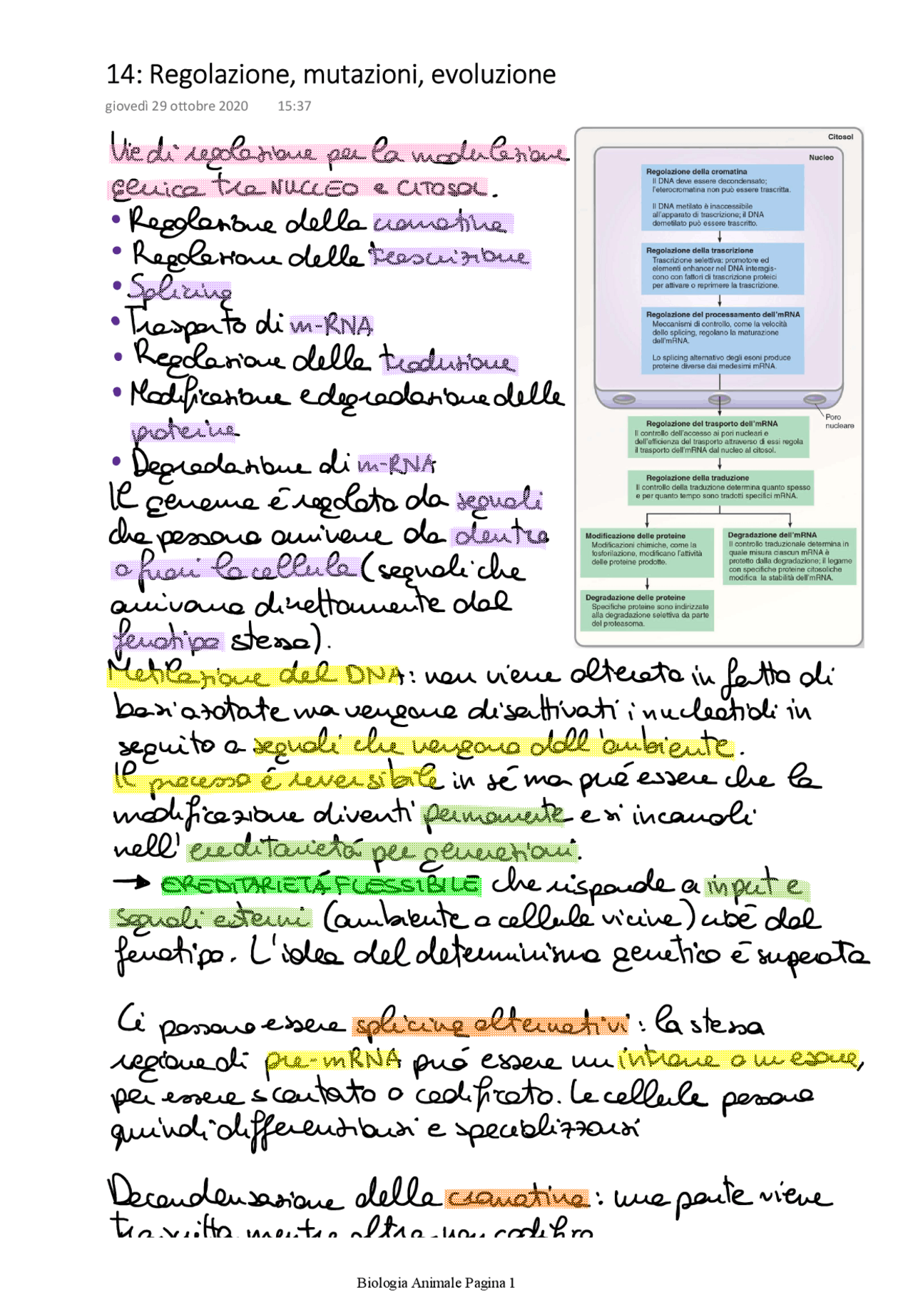 Biologia Animale (14): modulazione genetica, mutazioni e mutagenesi ...