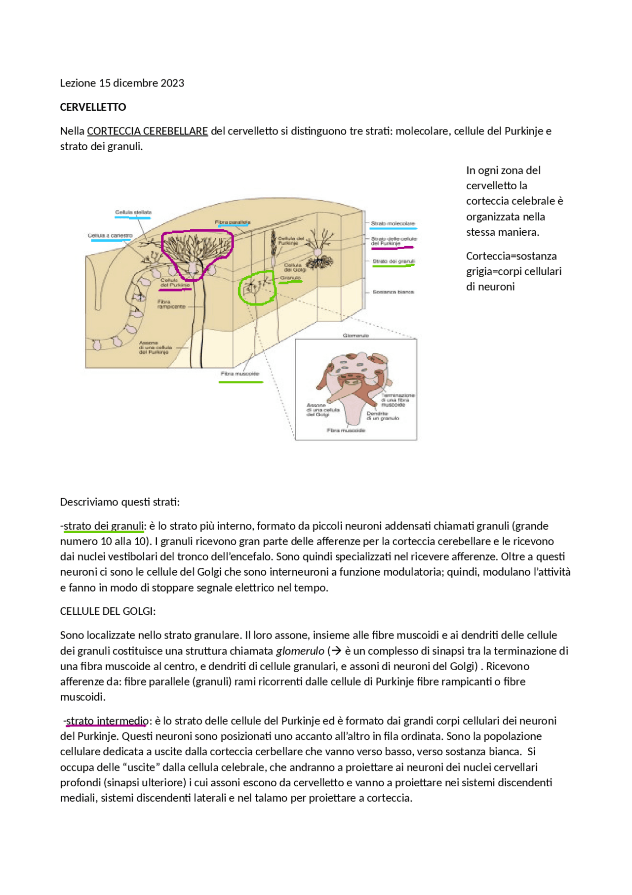 Strati Corteccia Cerebellare: Granuli, Purkinje e Granuli - Prof ...