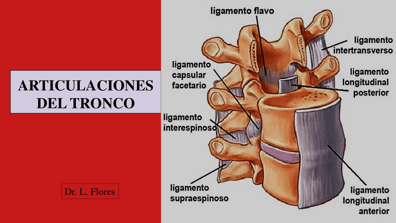 ARTICULACIONES DEL TRONCO | Resúmenes de Anatomía | Docsity