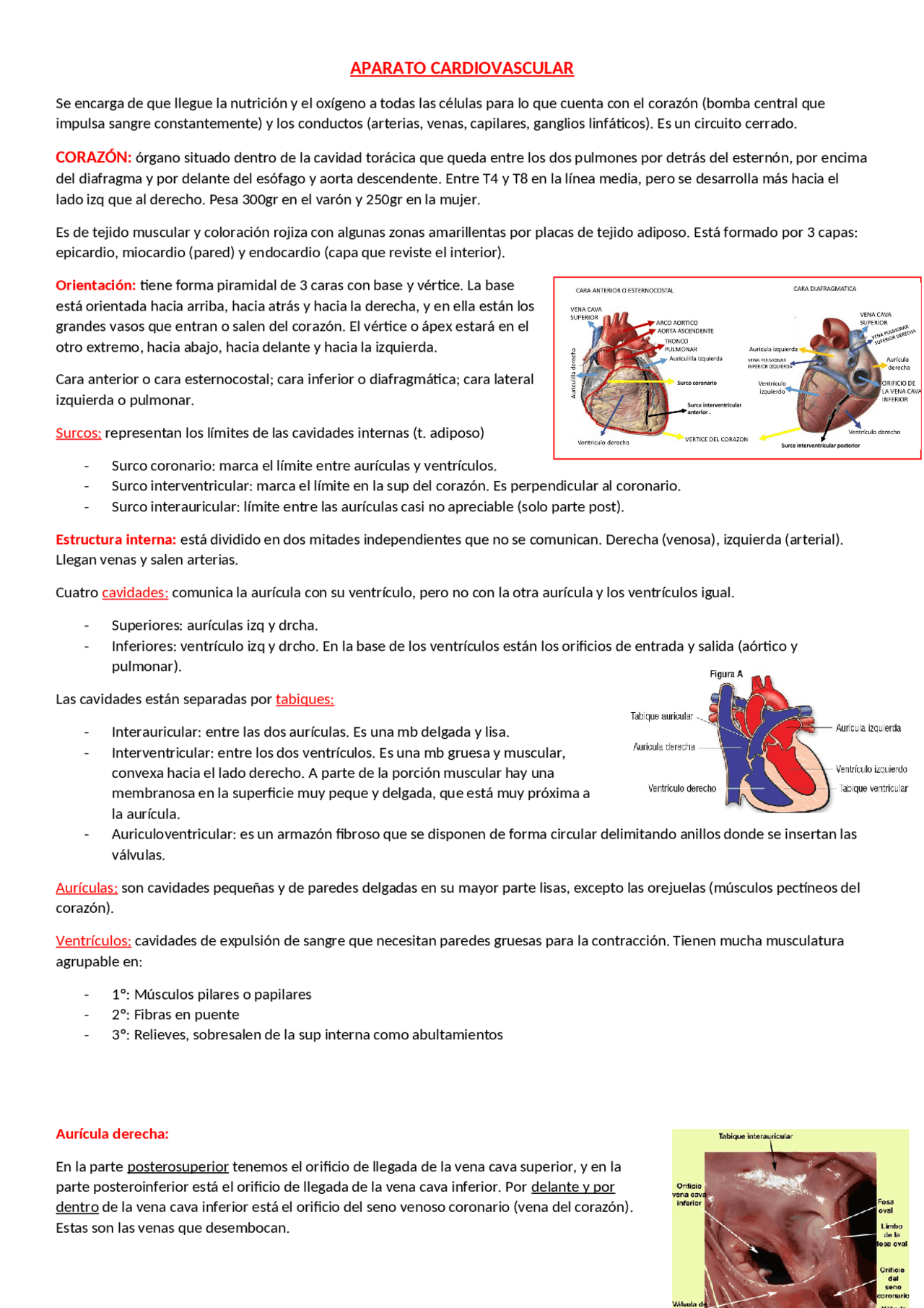 Sistema Cardiovascular: Estructura y Funcionamiento | Esquemas y mapas ...