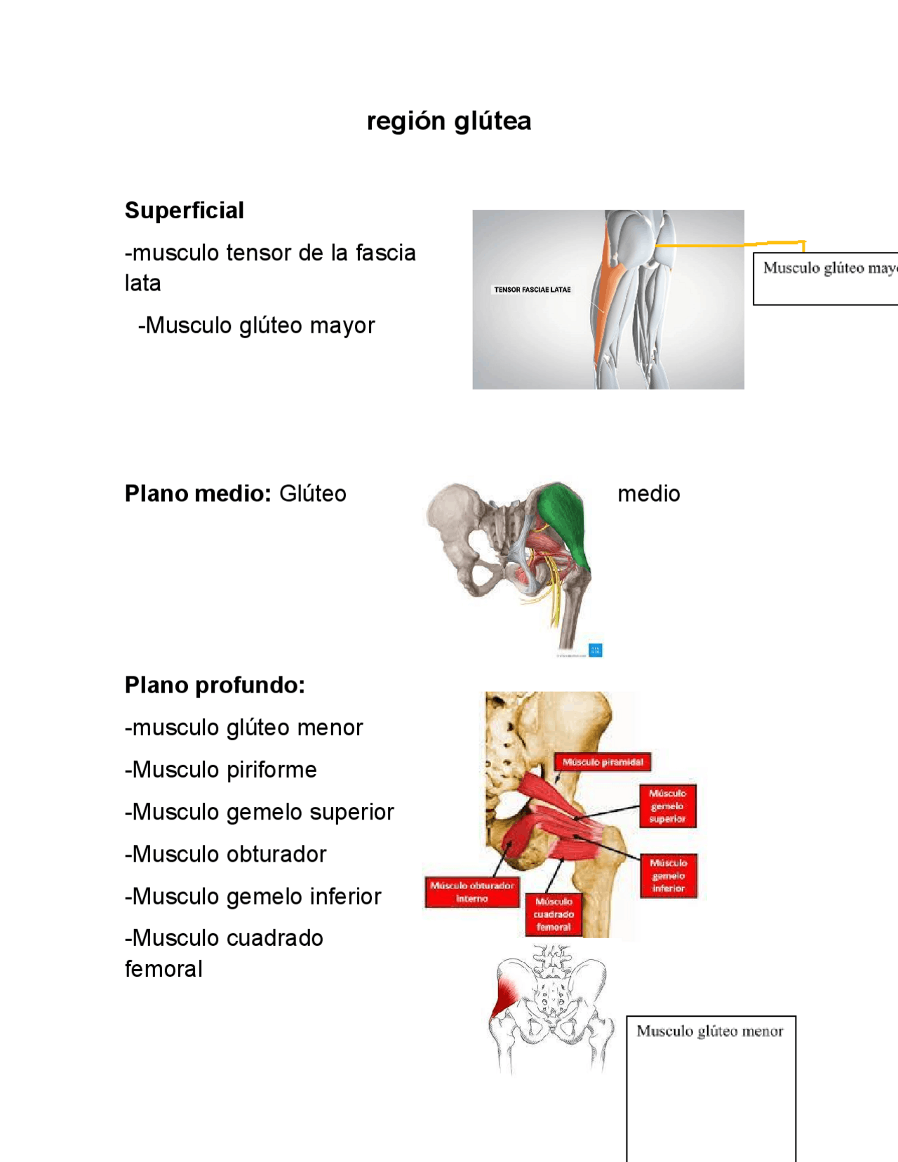 Anatomía de la región glútea y el muslo | Apuntes de Anatomía | Docsity