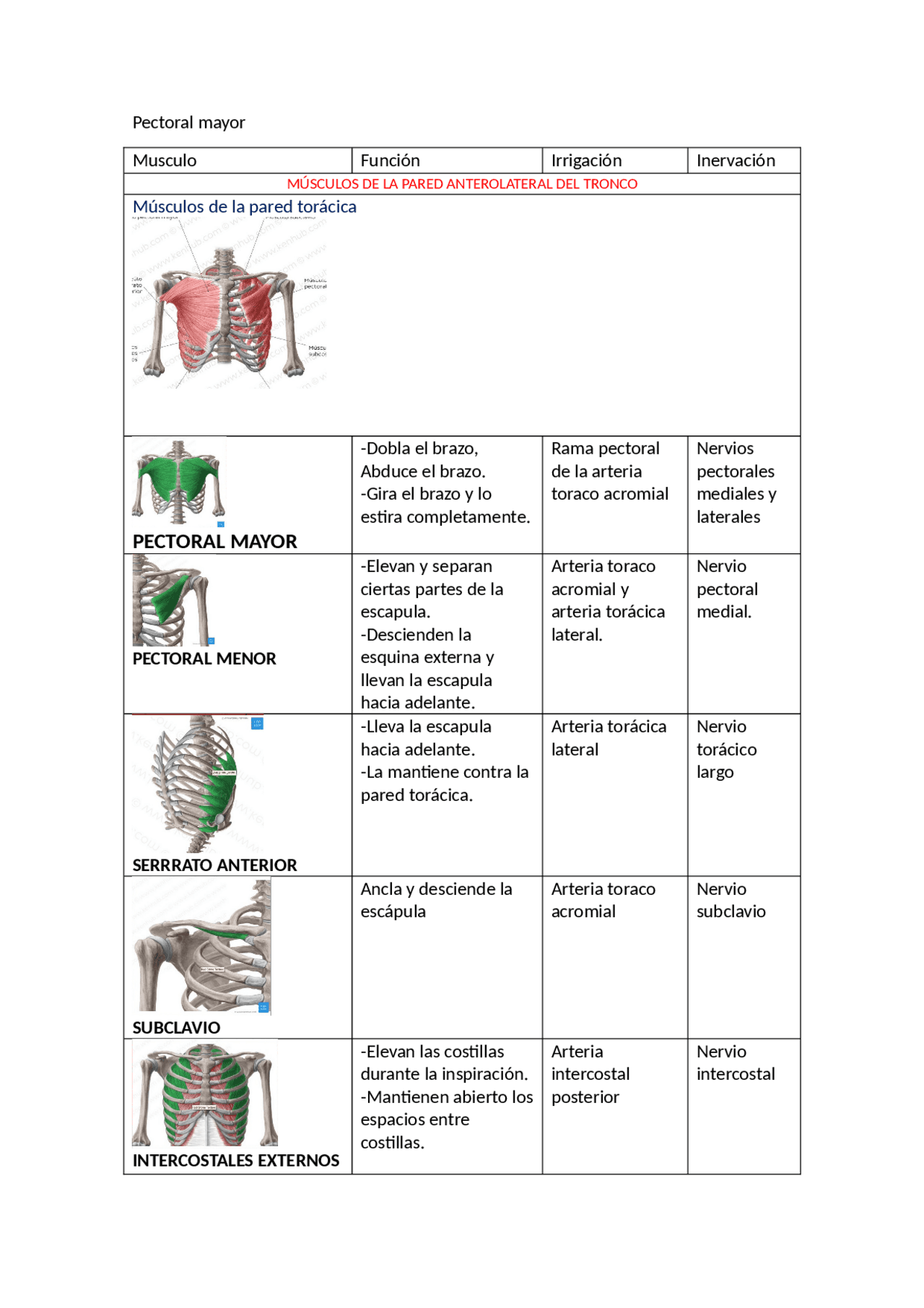 Músculos de la pared anterolateral y posterior del tronco | Resúmenes ...