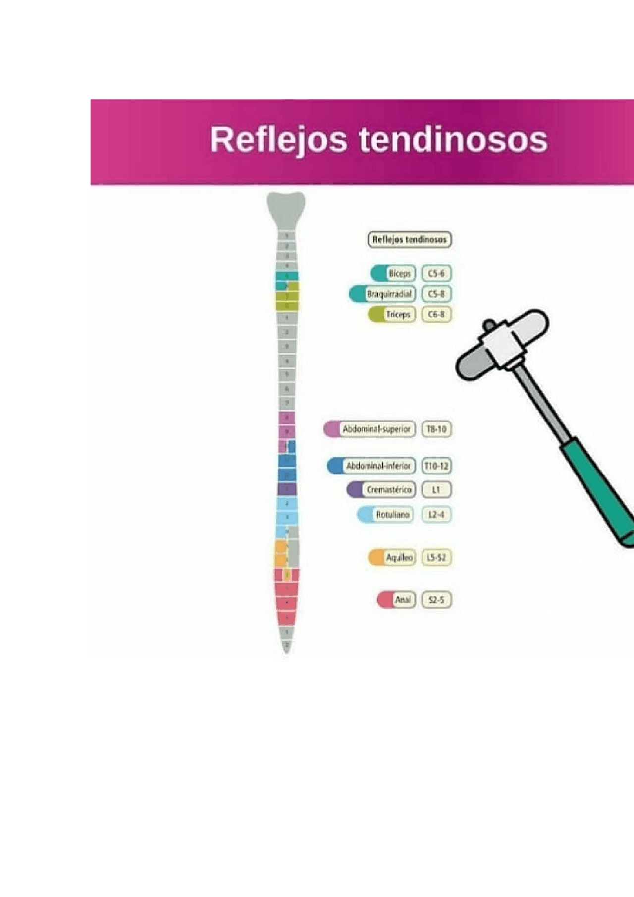 Reflejos osteotendinosos | Resúmenes de Fisiología | Docsity