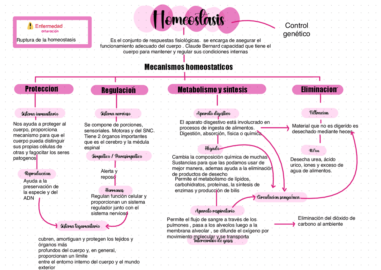 La homeostasis y mecanismos homeostáticos | Esquemas y mapas conceptuales de Fisiología Humana ...