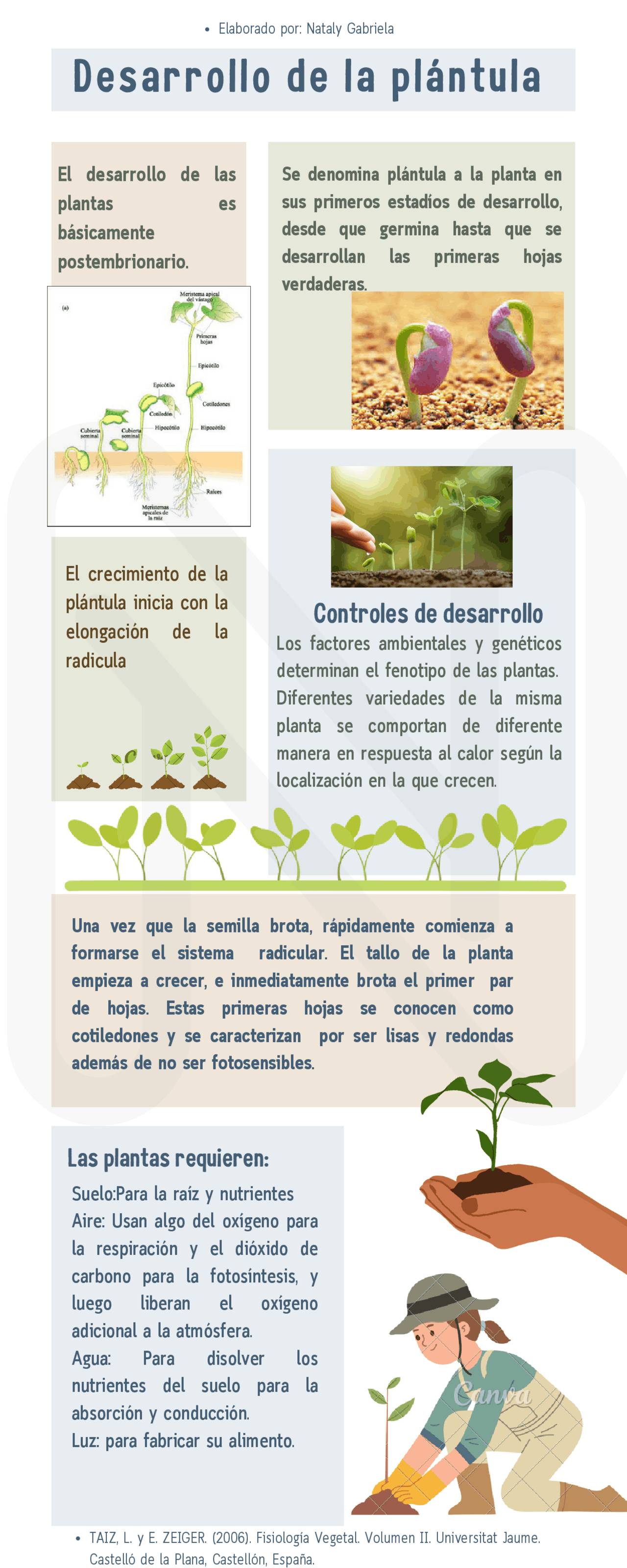 Desarrollo de la plántula: etapas y factores clave | Monografías ...