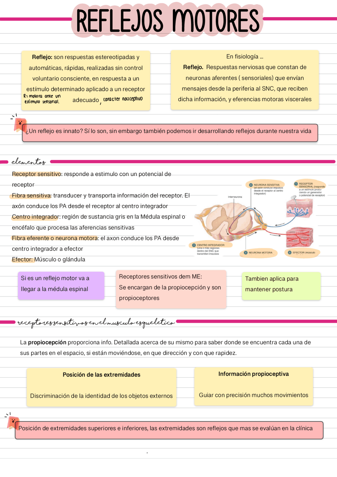 Reflejos Musculares: Función, Clasificación y Componentes | Apuntes de ...