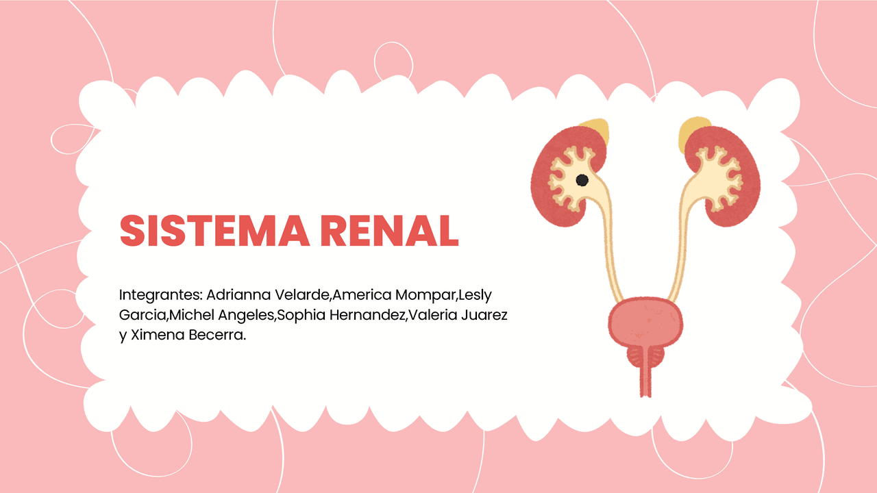 Presentación del sistema renal | Diapositivas de Fisiología | Docsity