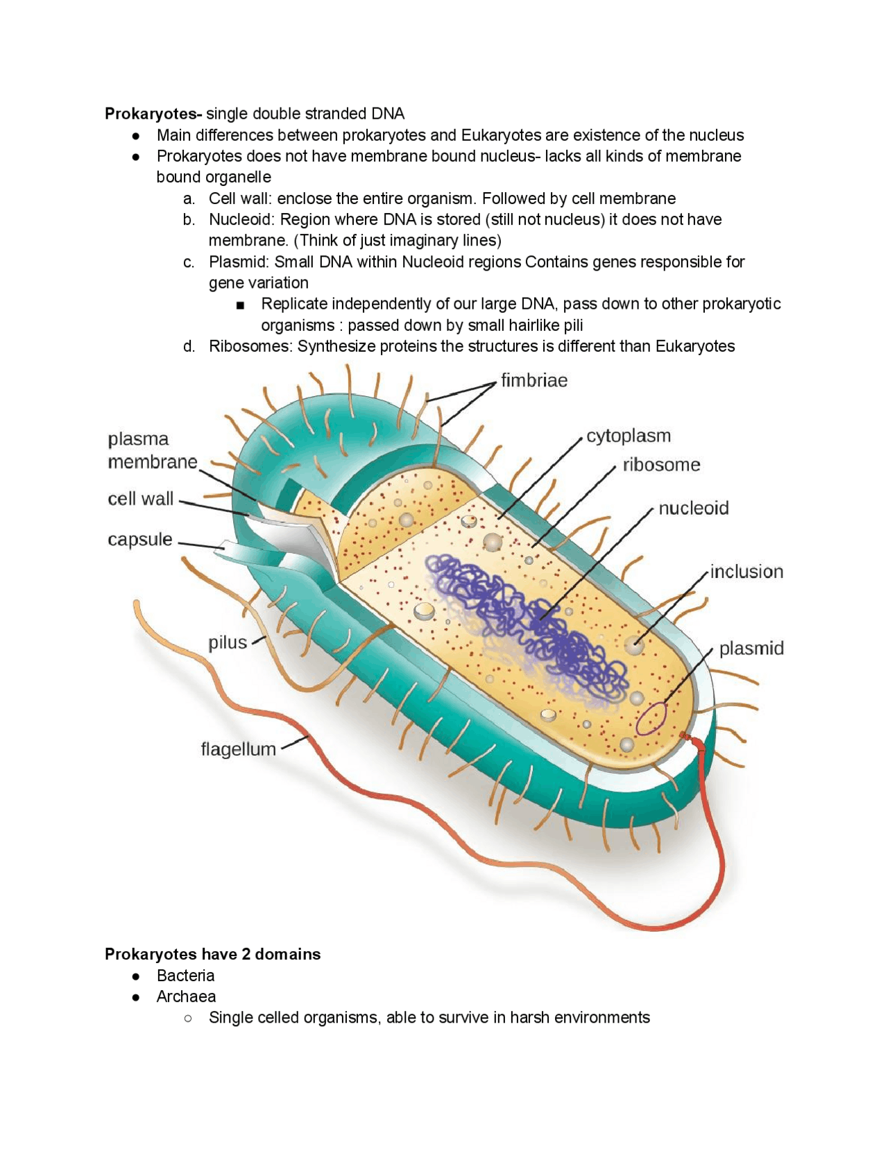 Prokaryotes summary, includes charts with Prokaryotes Eukaryotes ...