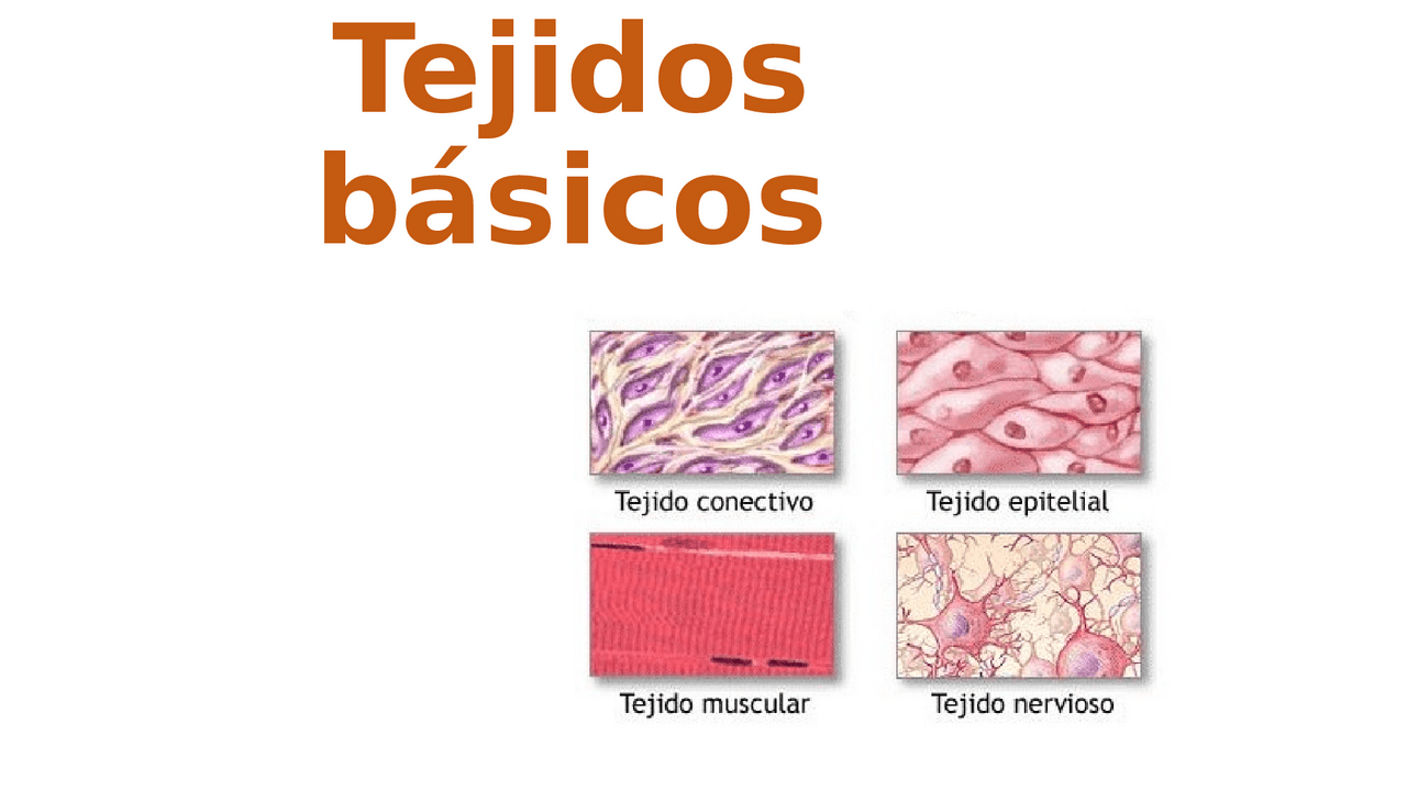 tejidos basicos presentación | Diapositivas de Morfología y Sintaxis | Docsity