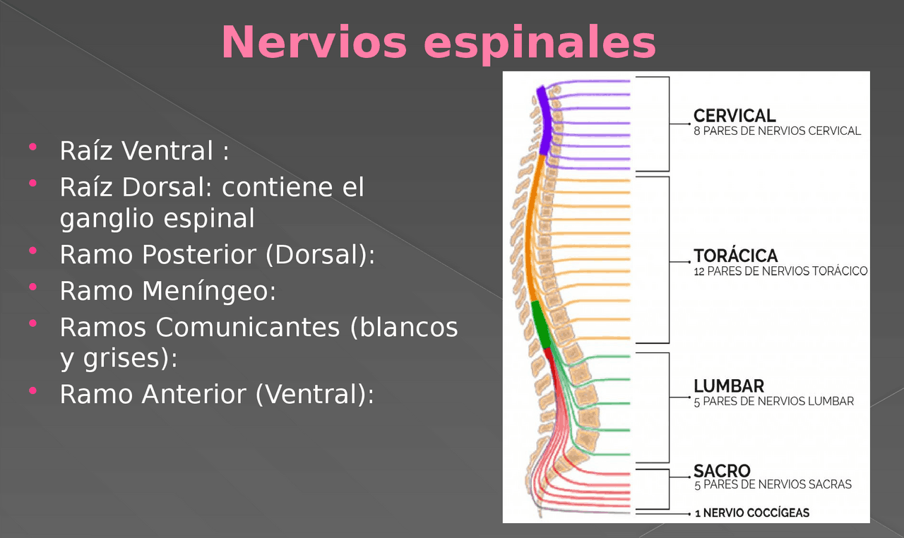 Nervios Espinales